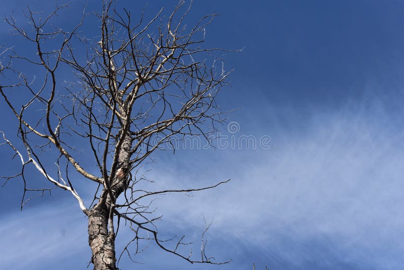 Single Dead Tree stock image. Image of white, spring - 135071699