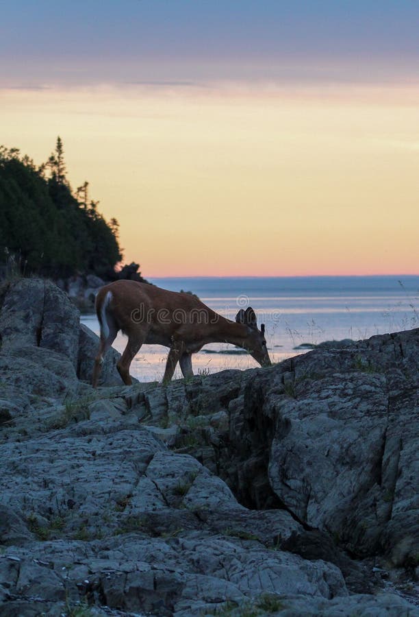 Image of a Single Deer on the Rocks by the Sea during the Sun Set ...
