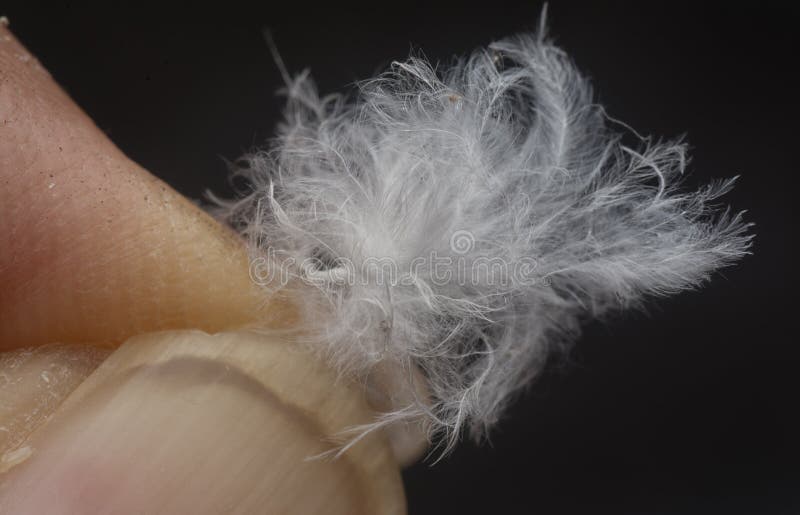A Single Fine White Bird Down Feather Stock Photo - Image of curve ...