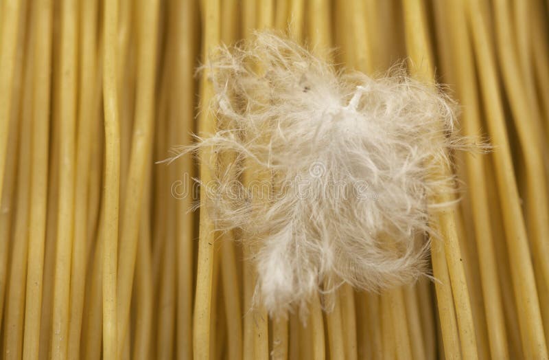 A Single Fine White Bird Down Feather Stock Image - Image of bird, fine ...