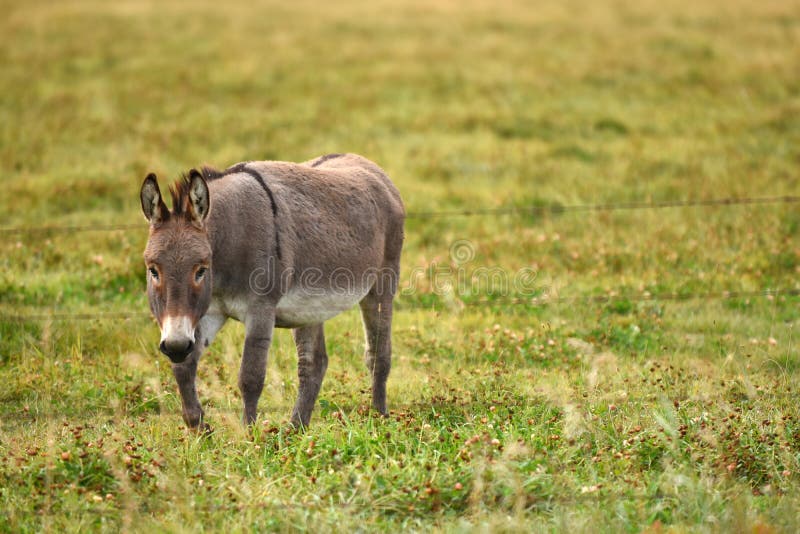 One Grey Donkey stock image. Image of open, brown, mammal - 160401041