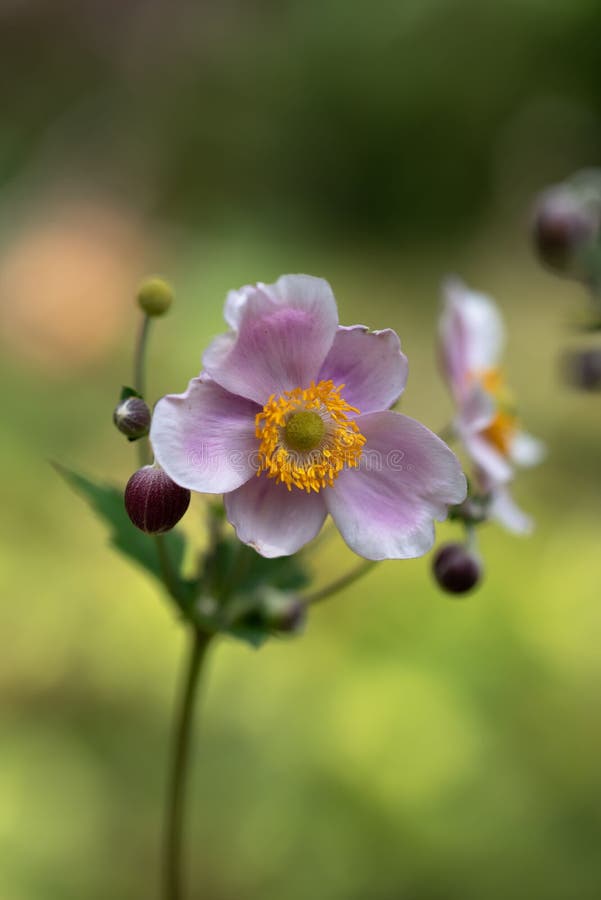 Image of a Single Japanese Thimbleweed Pink Flower on the Focus. Stock ...