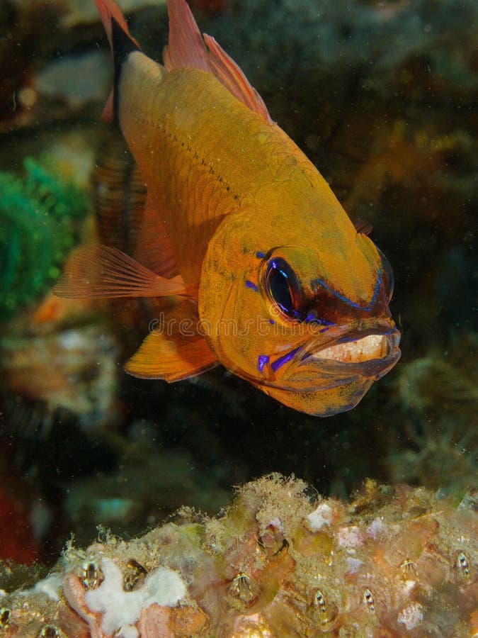 Image of a Single Ostorhinchus Fleurieu Fish in the Water. Stock Image ...