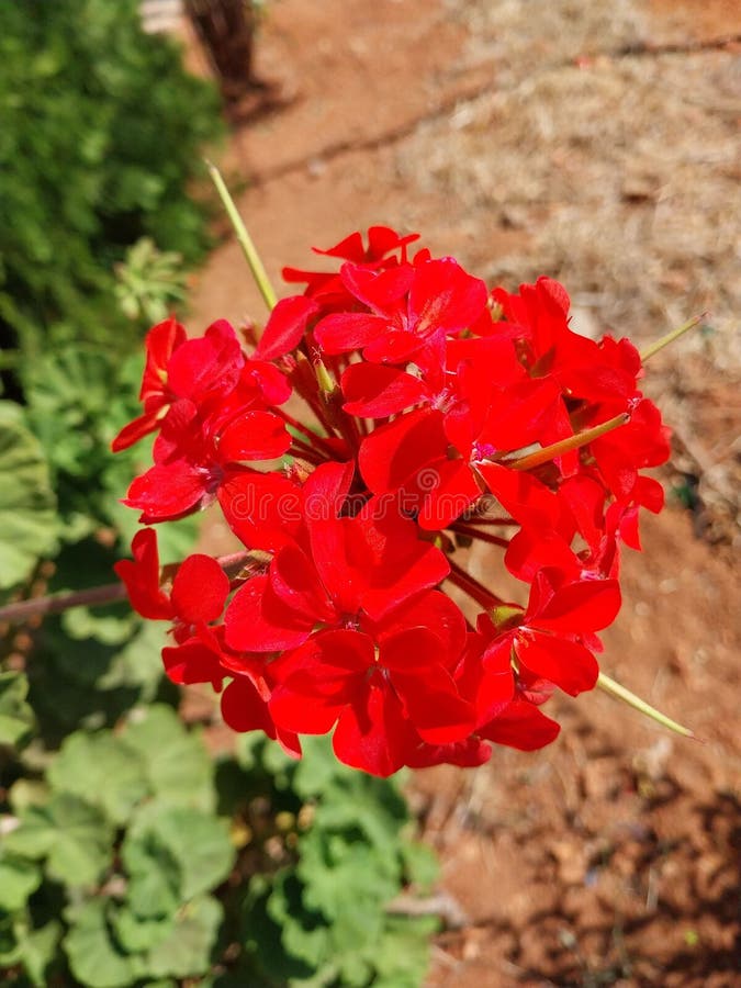 Image of a Single Red Flower in the Garden. Stock Image - Image of ...