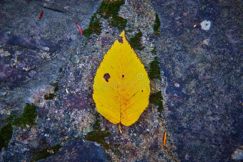 Single Small Yellow Fall Leaf from Straight View on Dark Rocks with ...