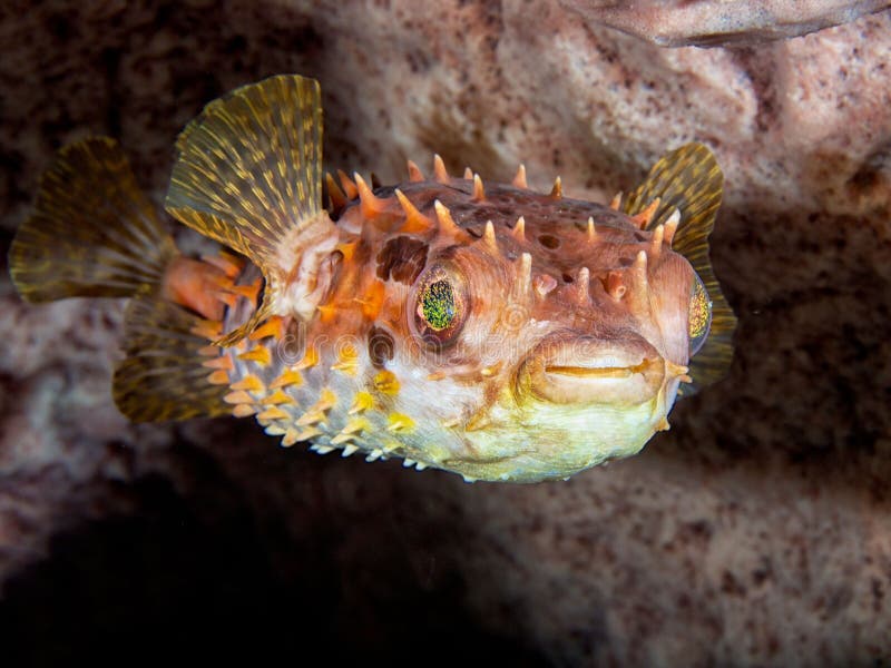 Image of a Single Spotbase Burrfish Swimming in the Water. Stock Image ...