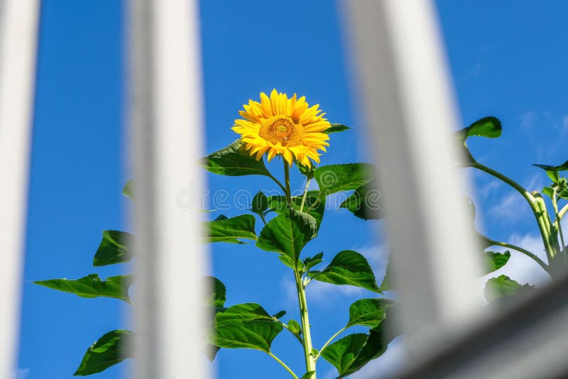Sunflower Behind the Window. Stock Photo - Image of fall, flow: 16046380