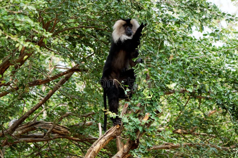 Image of a Single White and Black Monkey on the Tree. Stock Photo ...