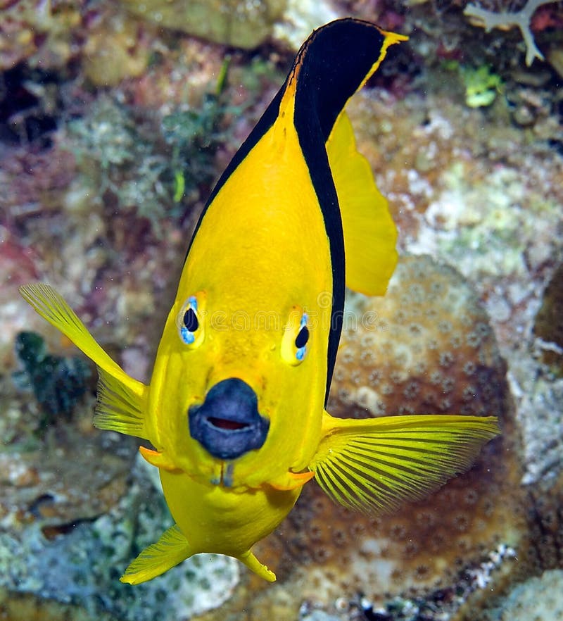 Image of a Single Yellow Rock Beauty Fish Swimming in the Water. Stock ...