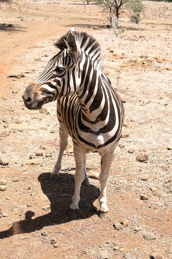 Solitary zebra in the sun stock image. Image of alone - 29709675