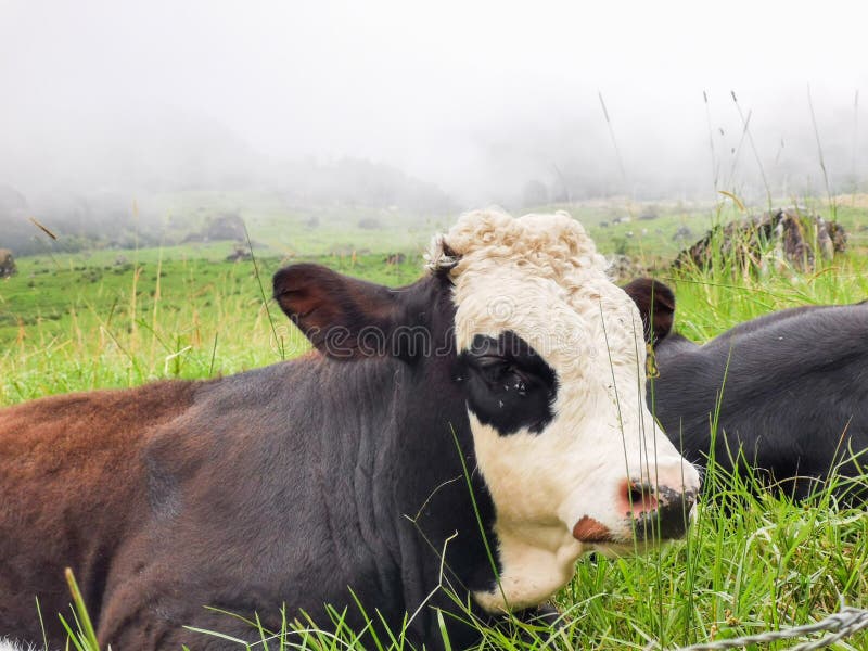 Image of Sitting Calf in the Farm. Stock Photo - Image of grass, meadow ...