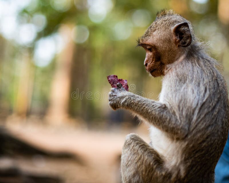 Image of a Sitting Monkey in the Jungle Eating Its Food. Stock Image ...