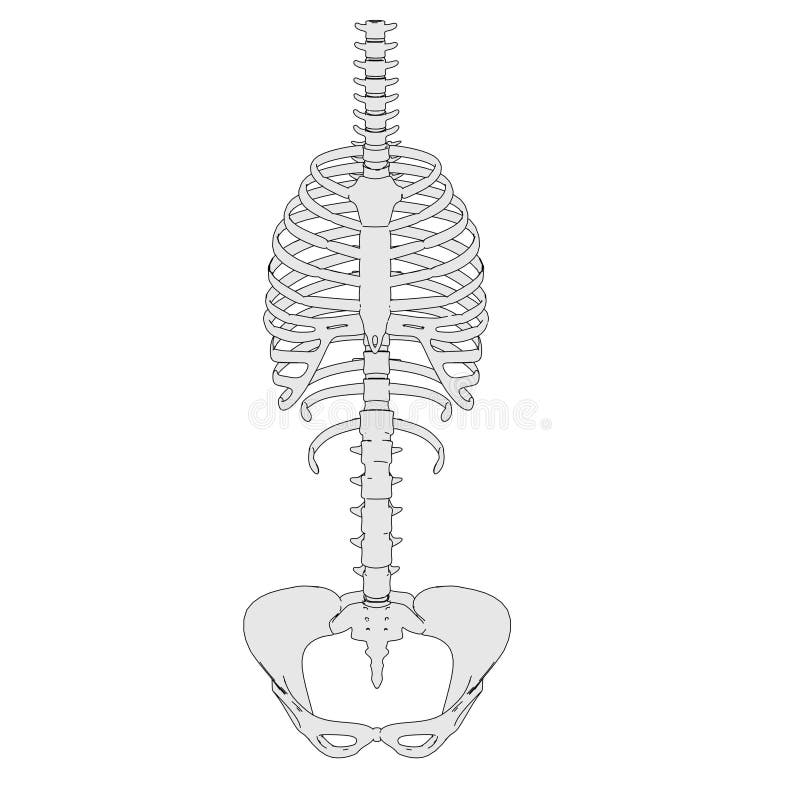 Image of skeleton torso stock illustration. Illustration of cartoon ...
