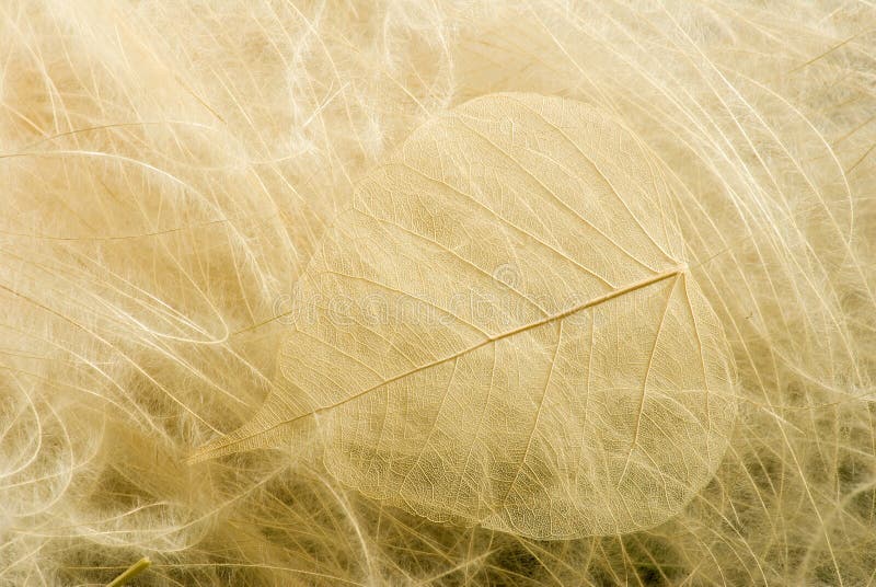 Image of Skeletonized Leaves Close-up Stock Image - Image of life ...