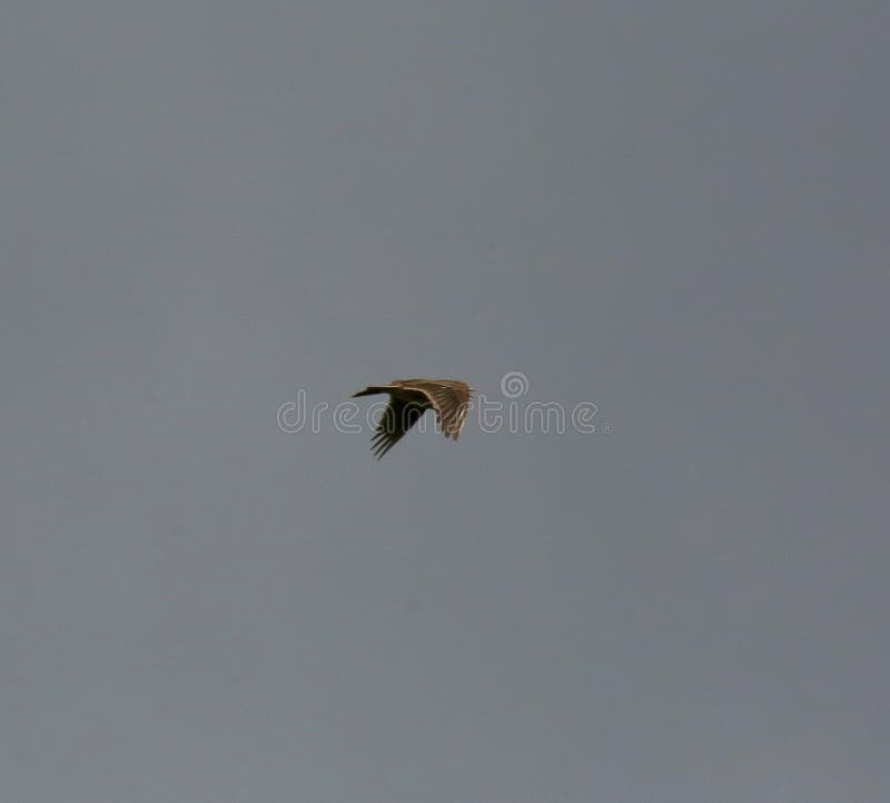 Skylark in flight stock image. Image of arvensis, bird - 321358369