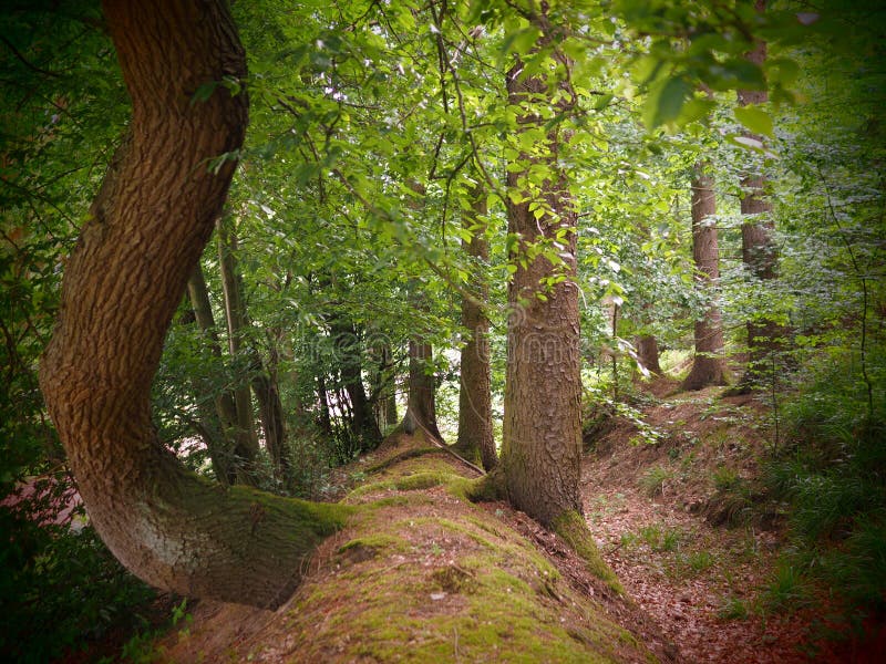 Trees in an Old and Mystic Forrest Stock Photo - Image of forrest, base ...