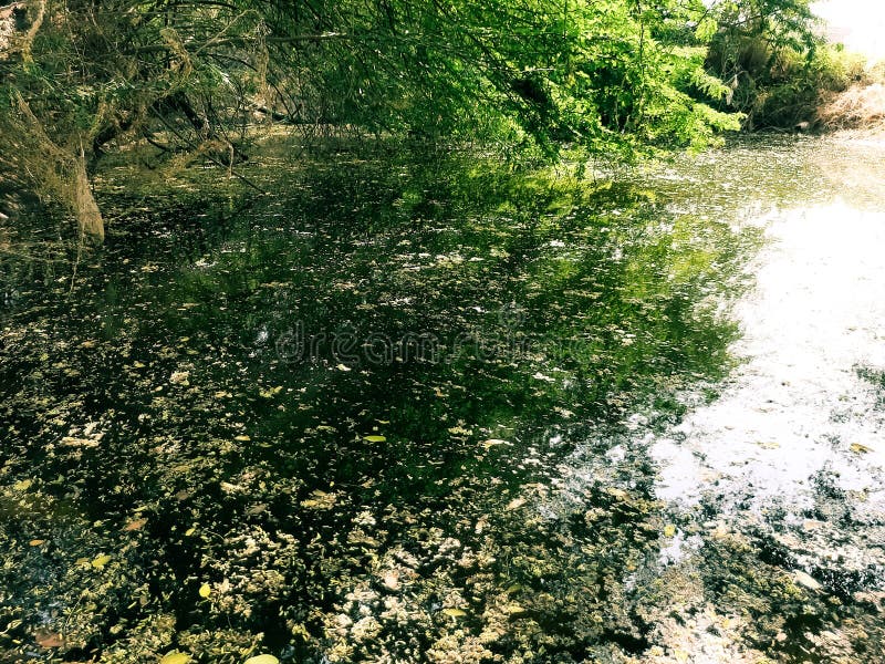 The Image of Sloping Tree Visible in Well. Stock Image - Image of gree ...