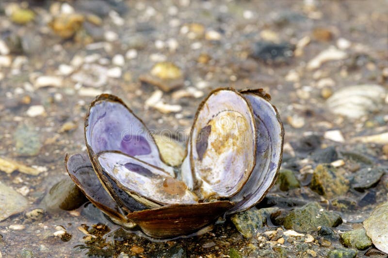 2,145 Open Clam Shell Stock Photos - Free & Royalty-Free Stock Photos ...