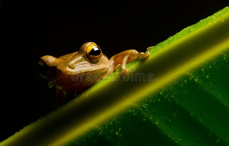 Glass Frog Transparent Amphibian in Rainforest Stock Image - Image of ...