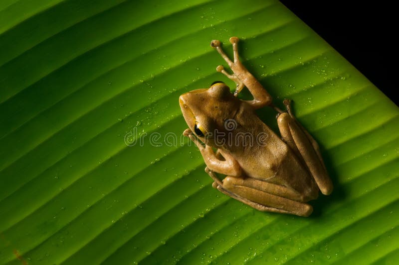 Image of small frog stock image. Image of forest, copyspace - 23480519
