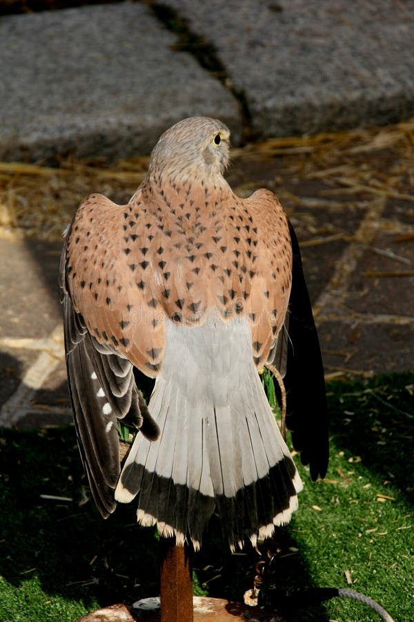 Small Hawk Perched on Wet Branch Outdoors Generated by AI Stock Image ...