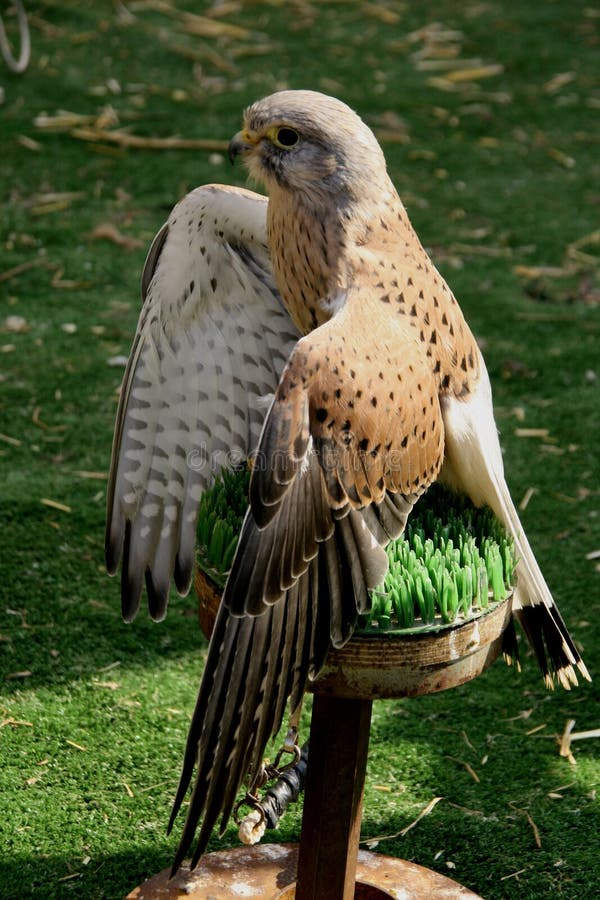 Small Hawk Perched on Wet Branch Outdoors Generated by AI Stock Image ...