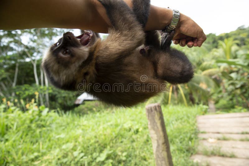 Image of a Small Monkey from Peruvian Jungle. Stock Image - Image of ...