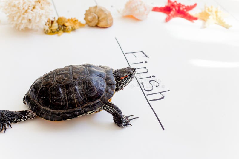 An Image of a Pet Turtle on a White Table Stock Image - Image of ...