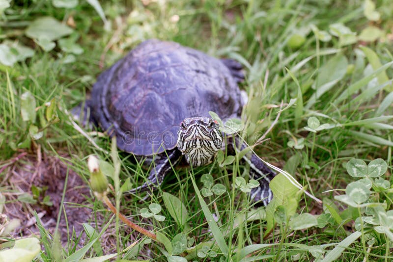 An Image of a Pet Turtle on a White Table Stock Image - Image of slow ...
