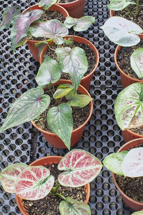 Small Pots of the Caladium Dreamland Plant Stock Photo - Image of heart ...
