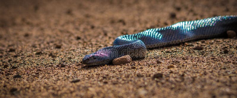 Image of a Small-scaled Burrowing Asp Colorful Snake on the Ground ...