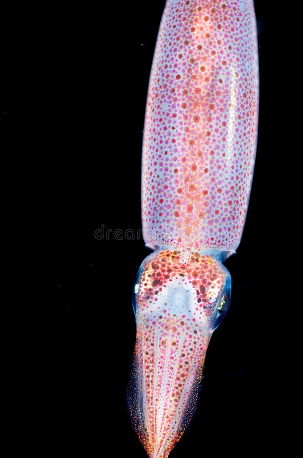 Small Squid Changing Color To Match a Float in the Water. Stock Image ...