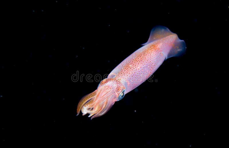 Image of Small Squid Taken at Night. Stock Image - Image of fish ...