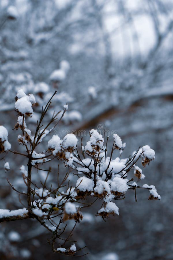 Small twigs under the snow stock photo. Image of holiday - 194457022