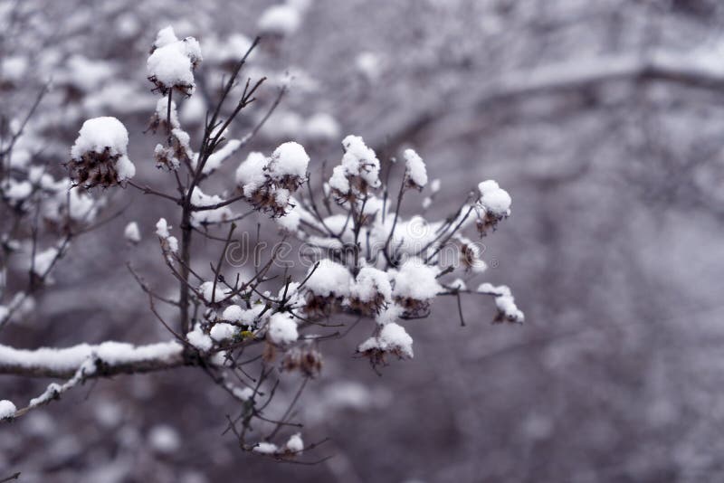 Small twigs under the snow stock photo. Image of season - 232187052