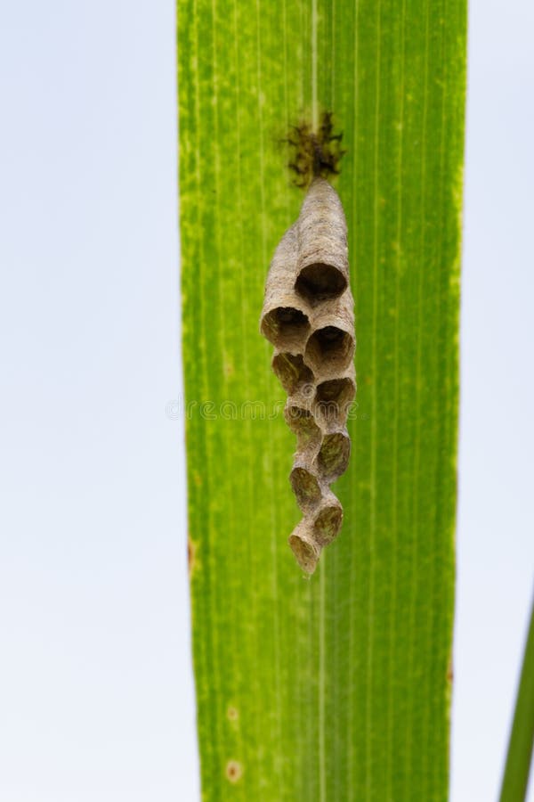 Image of a Small Wasp`s Nest. Insect Stock Photo - Image of insect ...