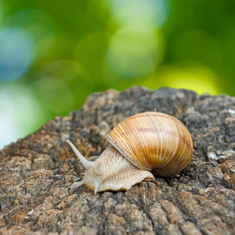 Image of snails closeup stock photo. Image of diet, closeup - 75582838