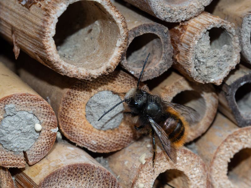 Mason Bee at an Insect Hotel in Springtime Stock Photo - Image of ...