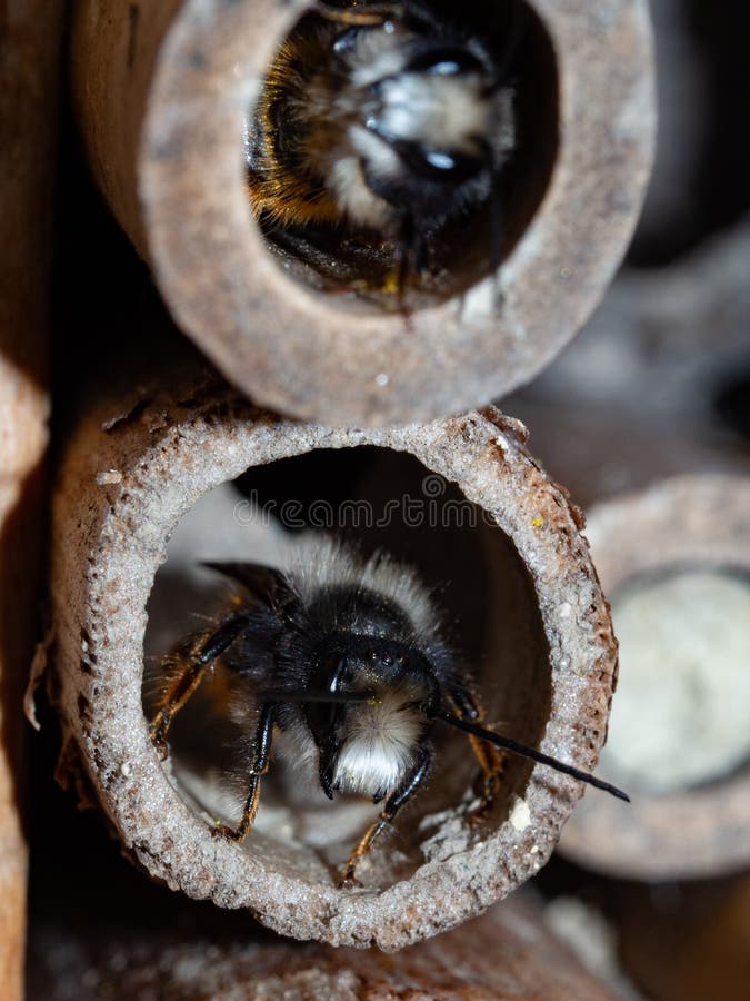 Mason Bee at an Insect Hotel in Springtime Stock Image - Image of ...