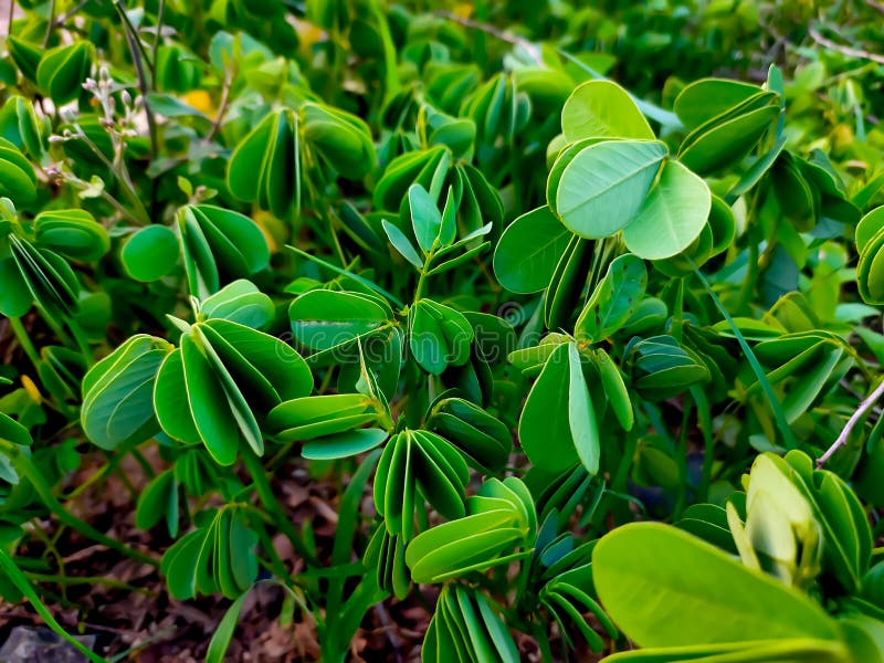 Image of Some Beautiful Green Plants Capture in Day Light Stock Photo ...