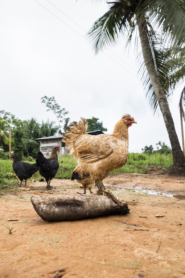 Image of Some Chickens in the Open. Rural Countryside Farm of Free ...
