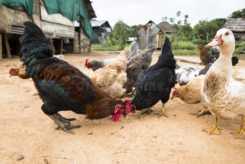 Image of Some Chickens in the Open. Rural Countryside Farm of Free ...