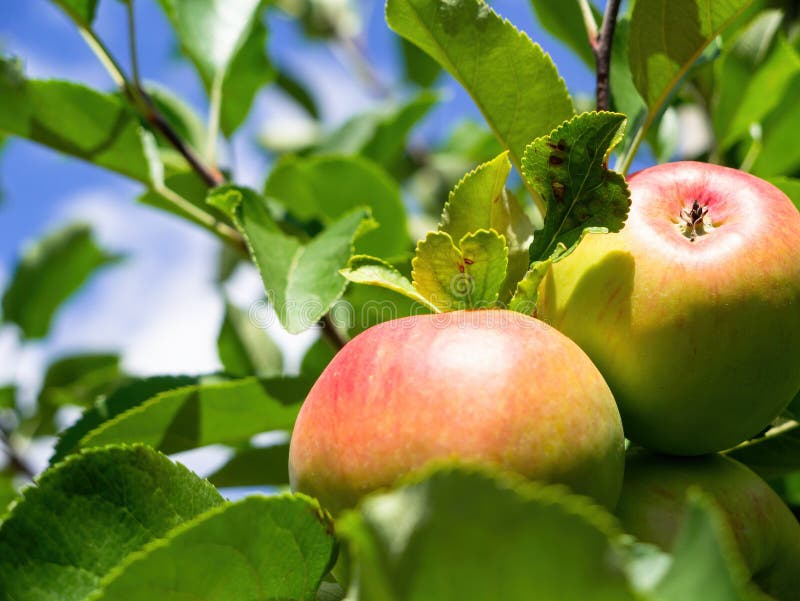 Some Fresh Apples on a Tree Stock Photo - Image of delicious, fruit ...