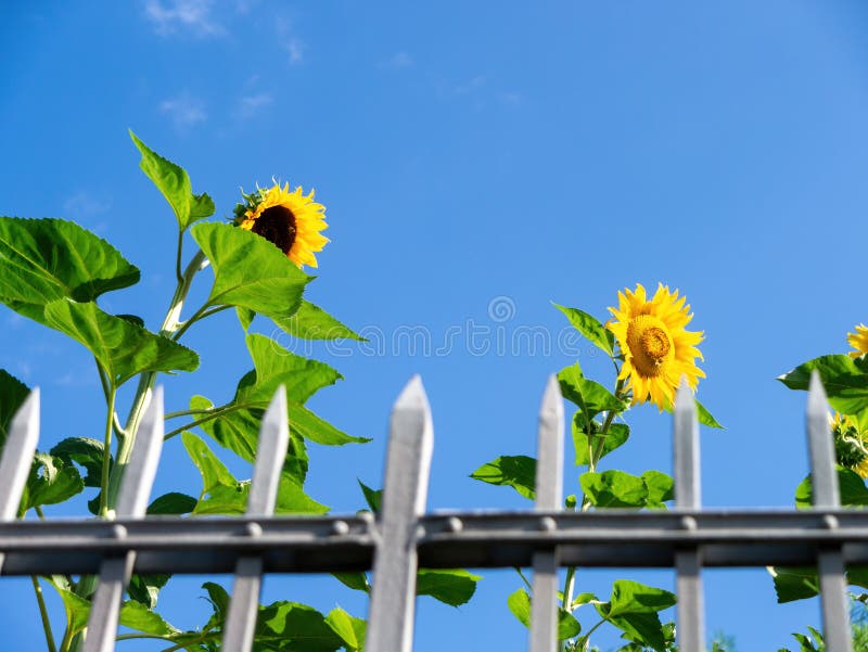 Sunflower behind grid stock photo. Image of bright, plant - 191841484