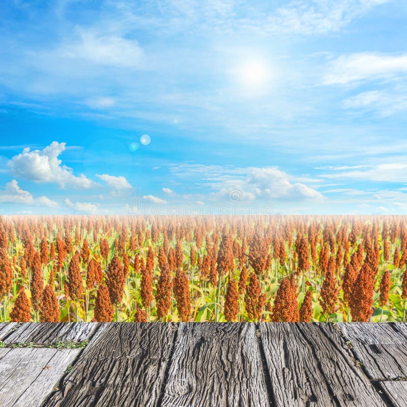 Image of Sorghum Field and Clear Blue Sky for Background Usage . Stock ...