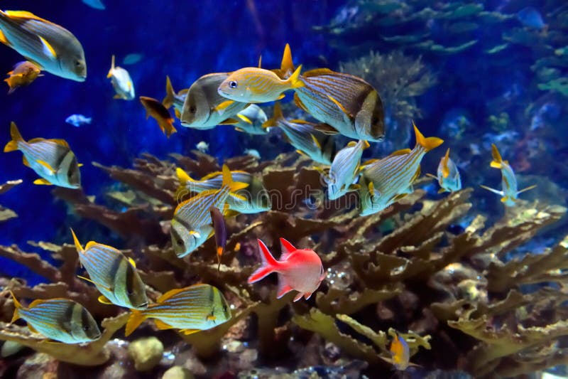 Image Sous-marine Des Poissons Tropicaux Photo stock - Image du ...