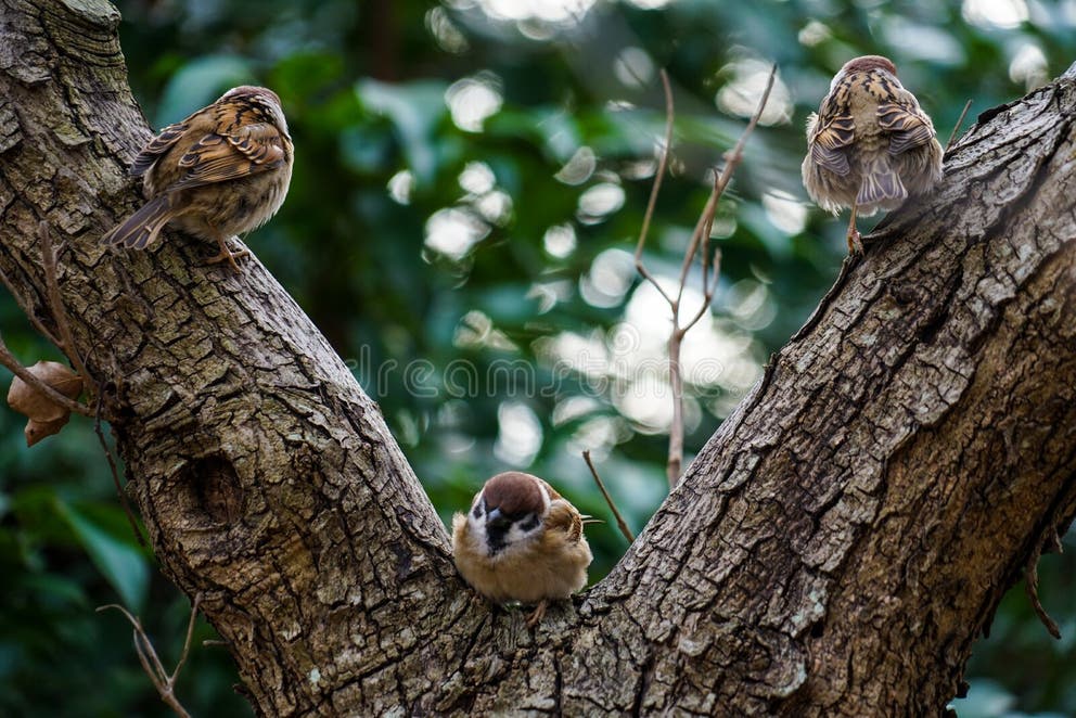 Image of the Sparrow that Stops in Tree Stock Photo - Image of bird ...