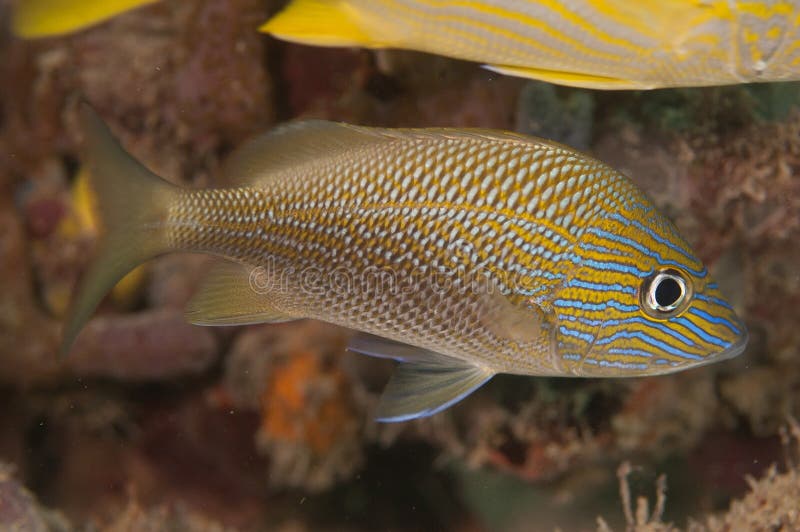 White Grunt stock image. Image of collect, water, biology - 7293065