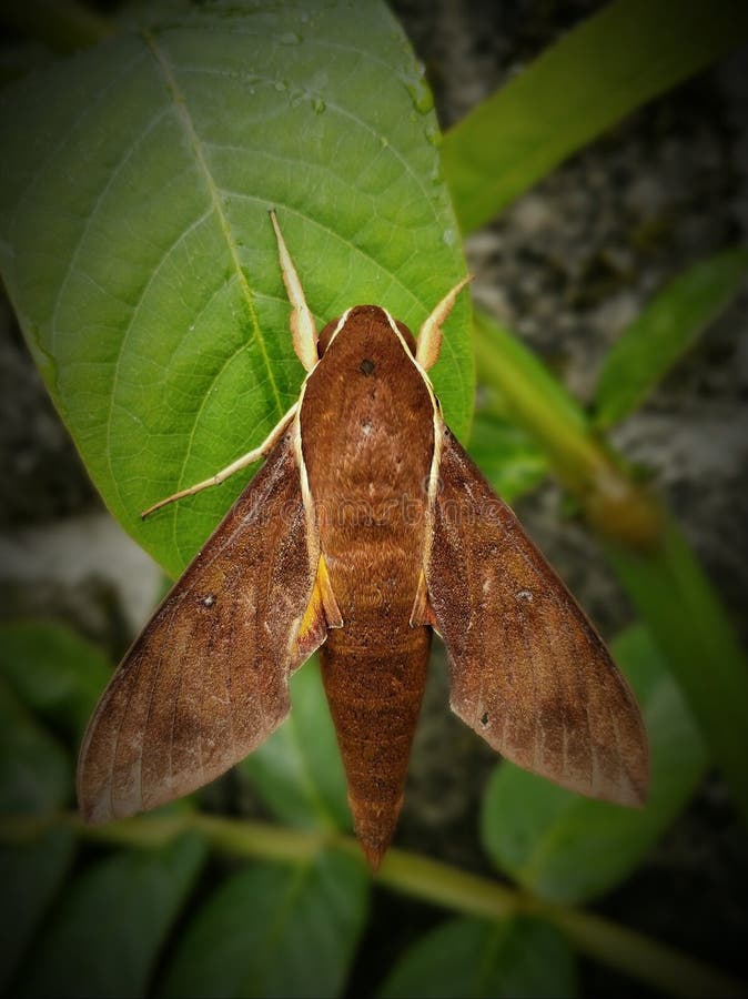 Sphinx moth image stock image. Image of ecosystem, desain - 249394167