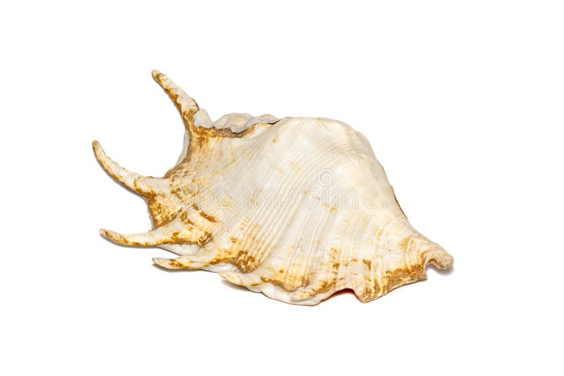 Image of Lambis Chiragra Harpago Chiragra Sea Shell is in the Family ...